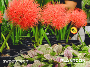 Gallery — PLANTCON™
