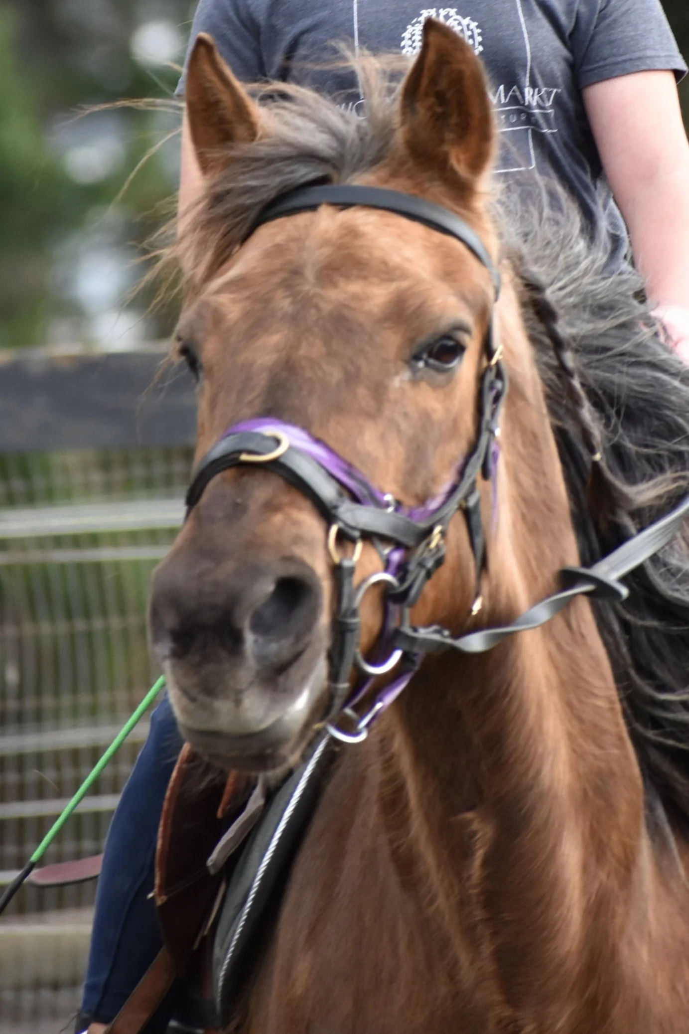 About our Horses — All Tacked Up