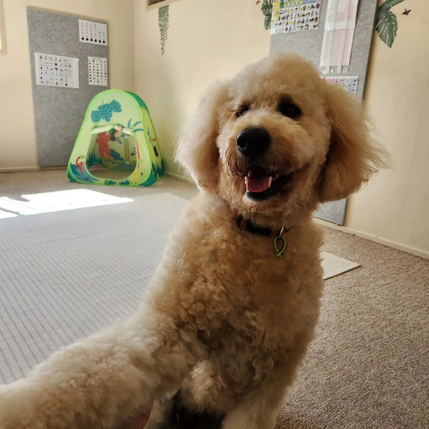 Sophie Whitton | Speech Pathologist — Green Speech Pathology