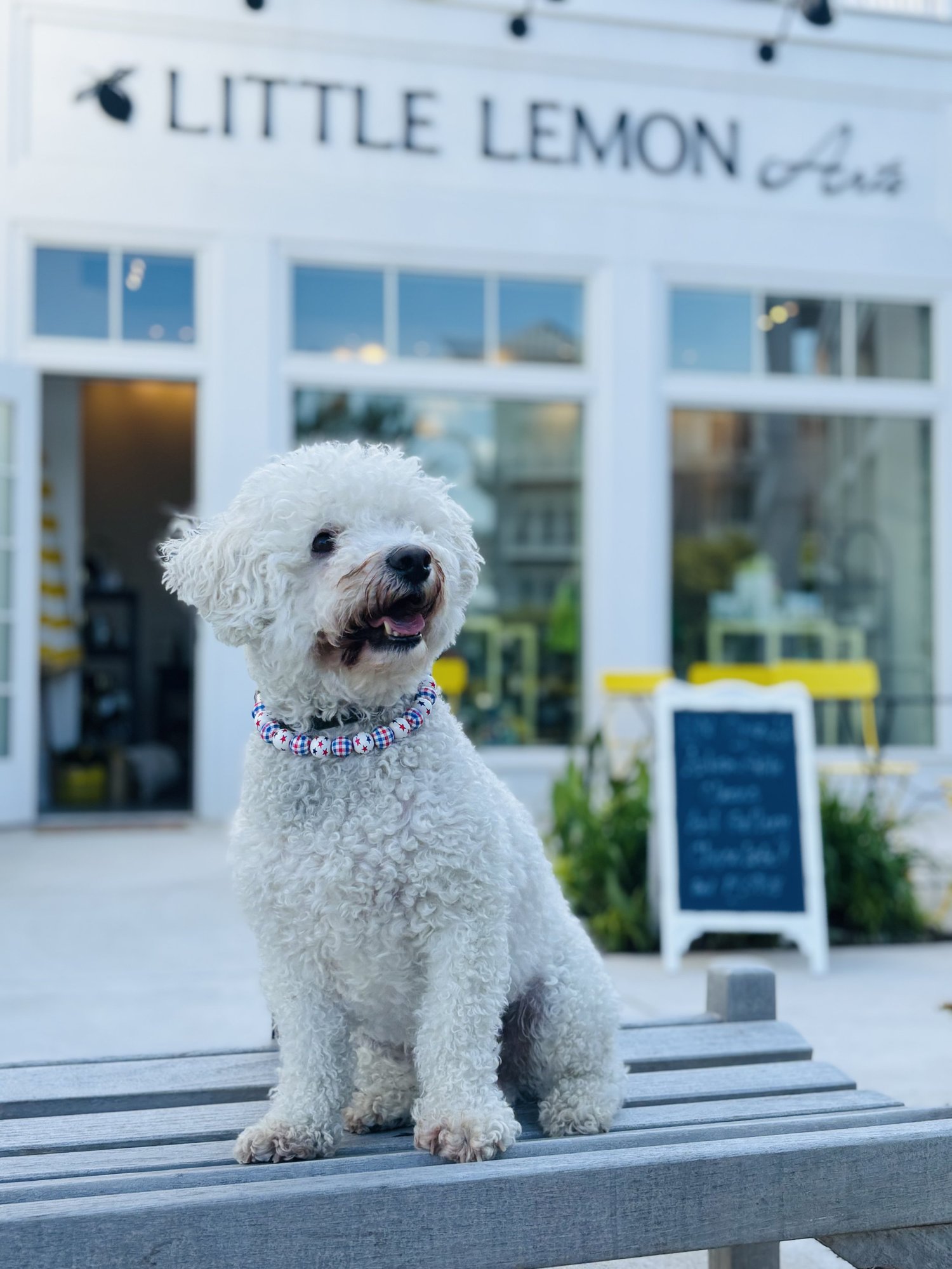 Shop — Scarlett Dog