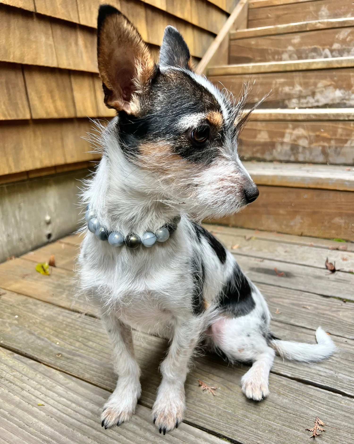 Spotlight On... — Scarlett Dog