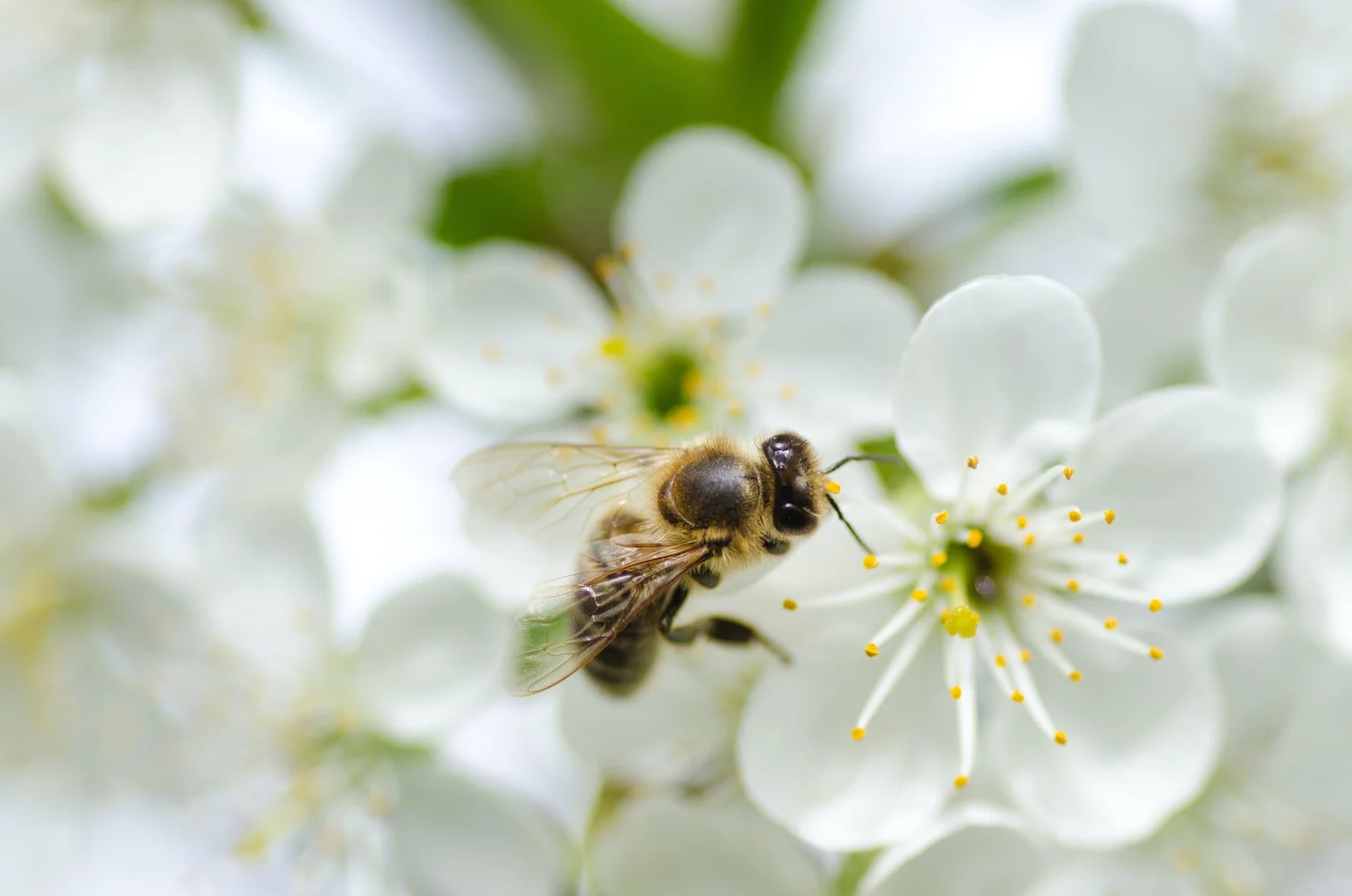 Save Ohio Bees™