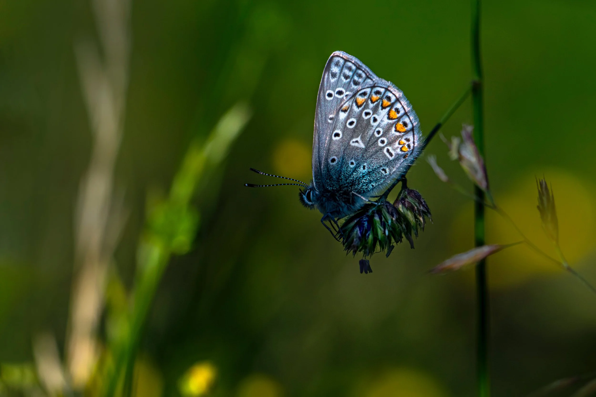 Save Ohio Bees - Learn About Ohio Butterflies