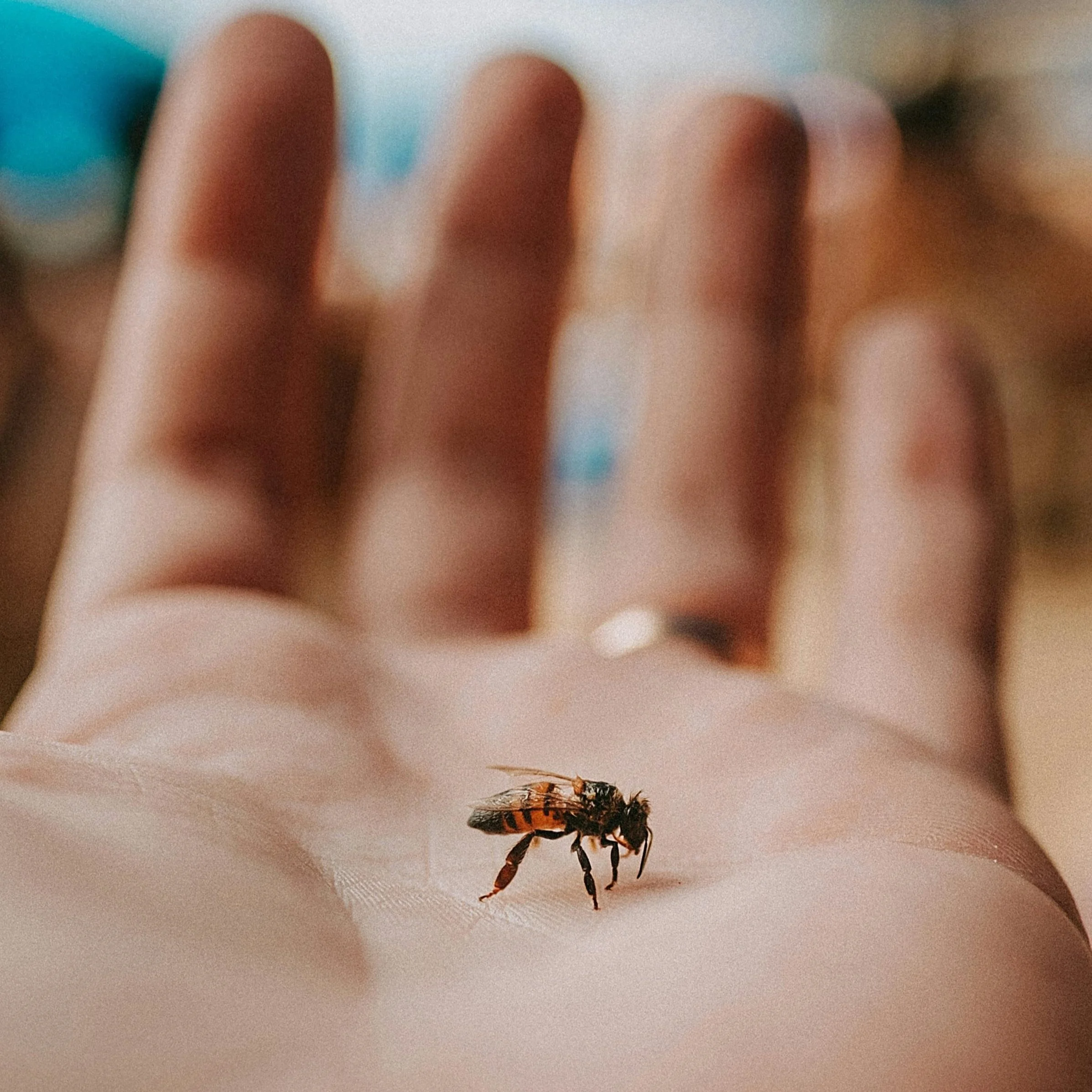 Save Ohio Bees