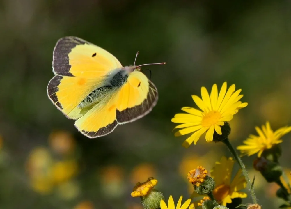 Save Ohio Bees - Learn About Ohio Butterflies