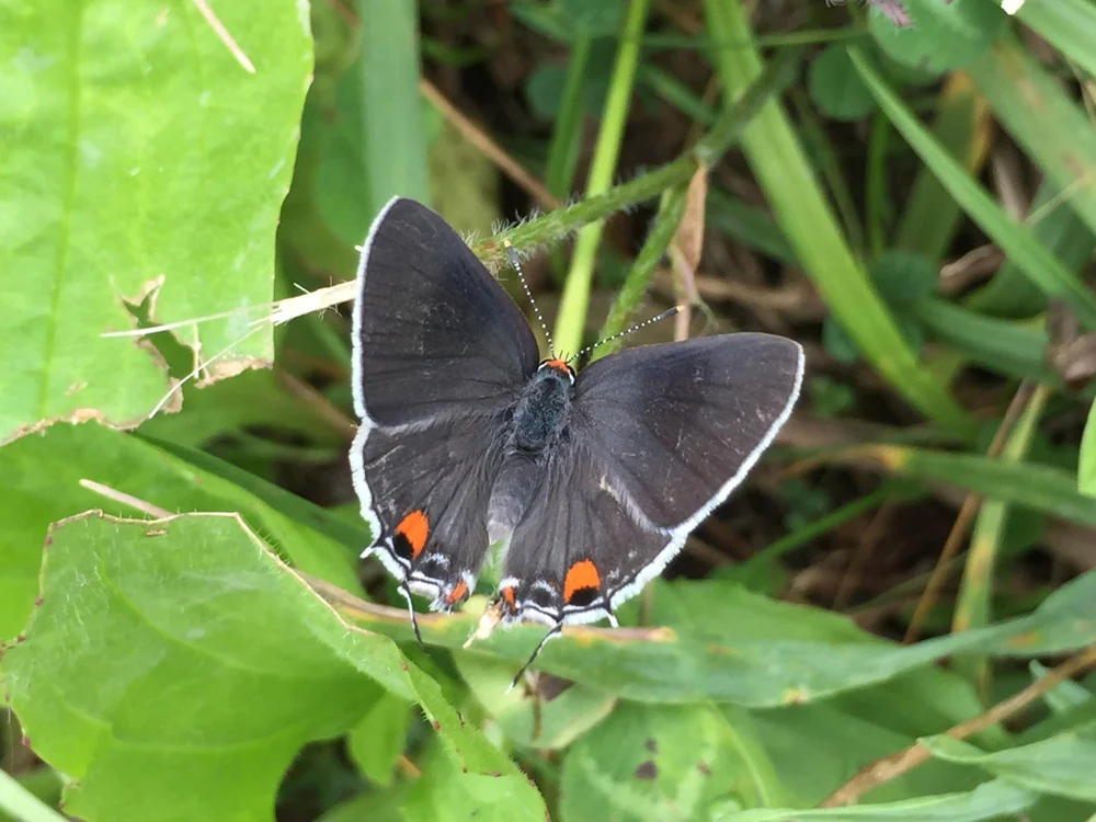 Save Ohio Bees - Learn About Ohio Butterflies