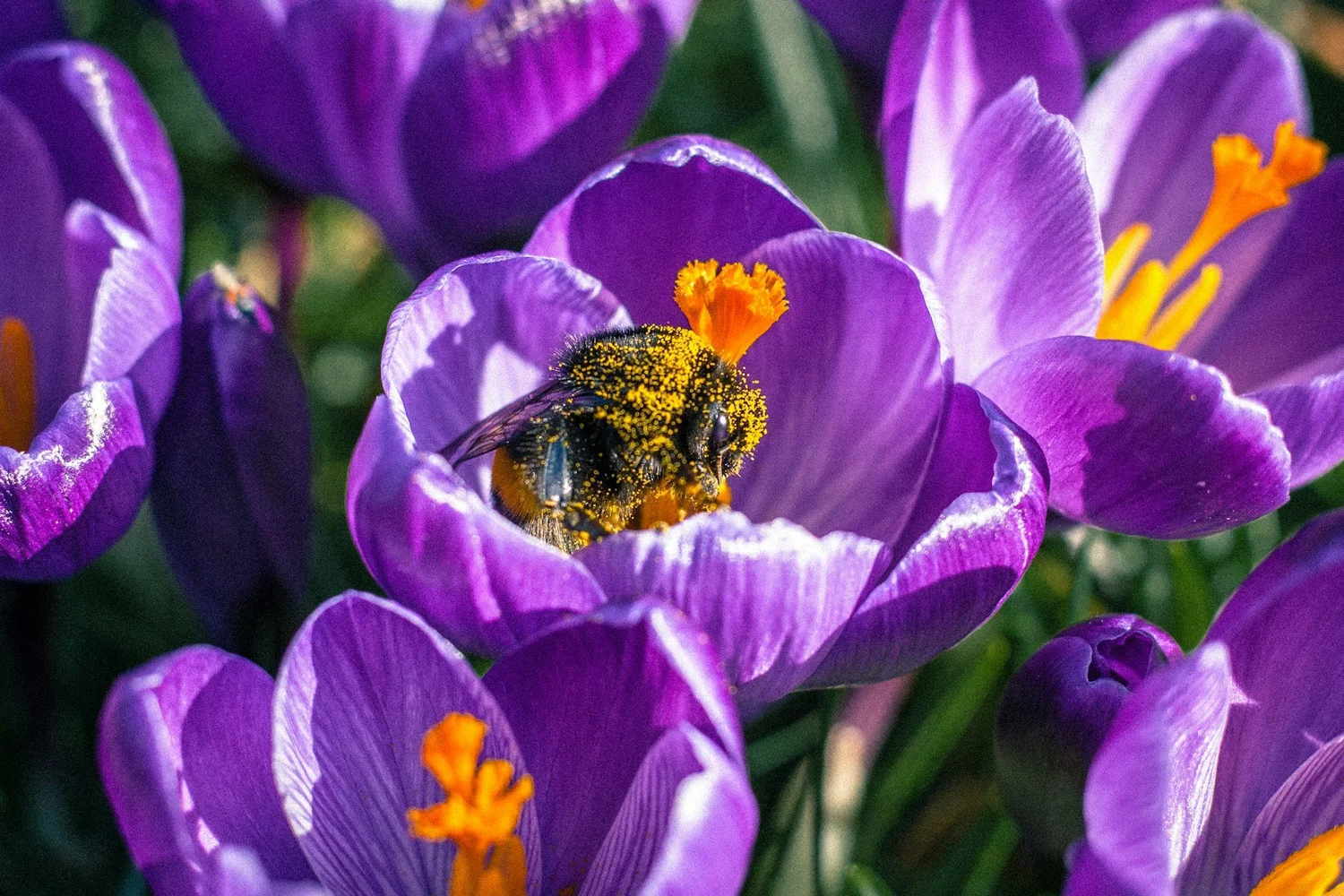 Save Ohio Bees - Free Ohio Bee, Plant & Garden Guides
