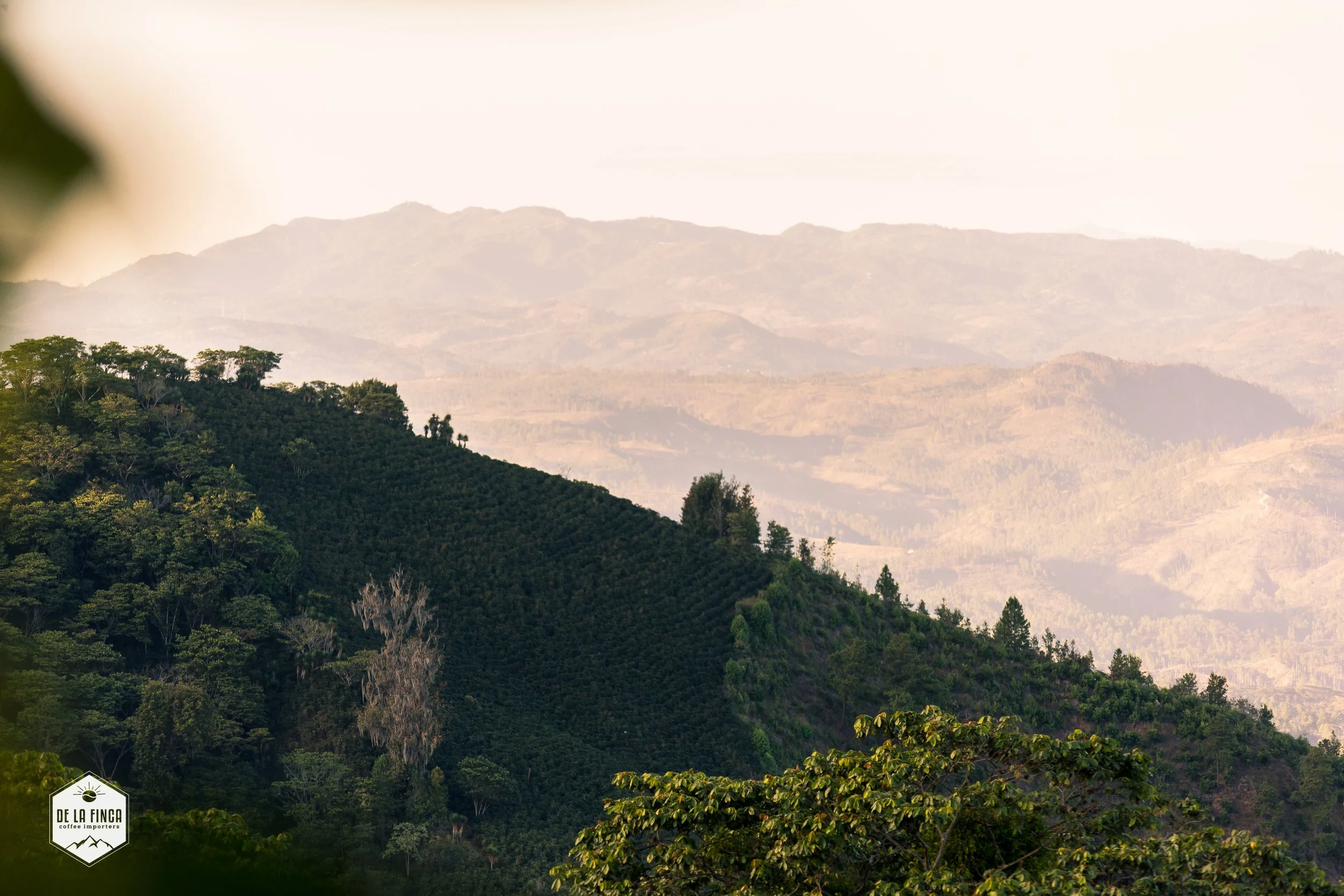 About Us — De La Finca Coffee Importers - Direct Trade Green Coffee ...
