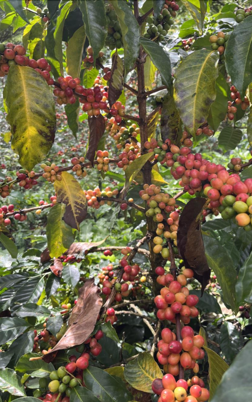 Santa Maria Nariño Estate — De La Finca Coffee Importers - Direct Trade ...