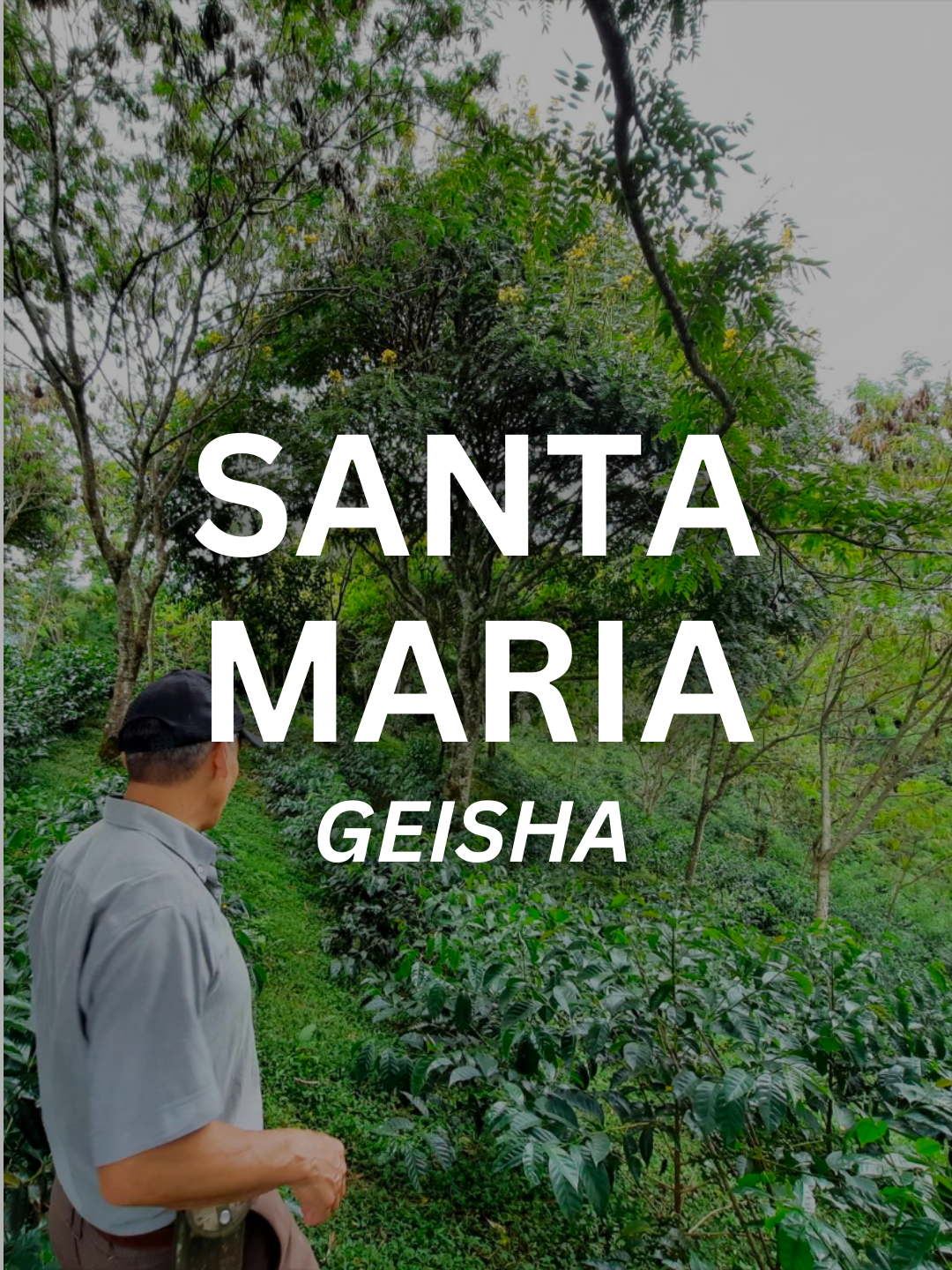 Santa Maria Nariño Geisha — De La Finca Coffee Importers - Direct Trade ...