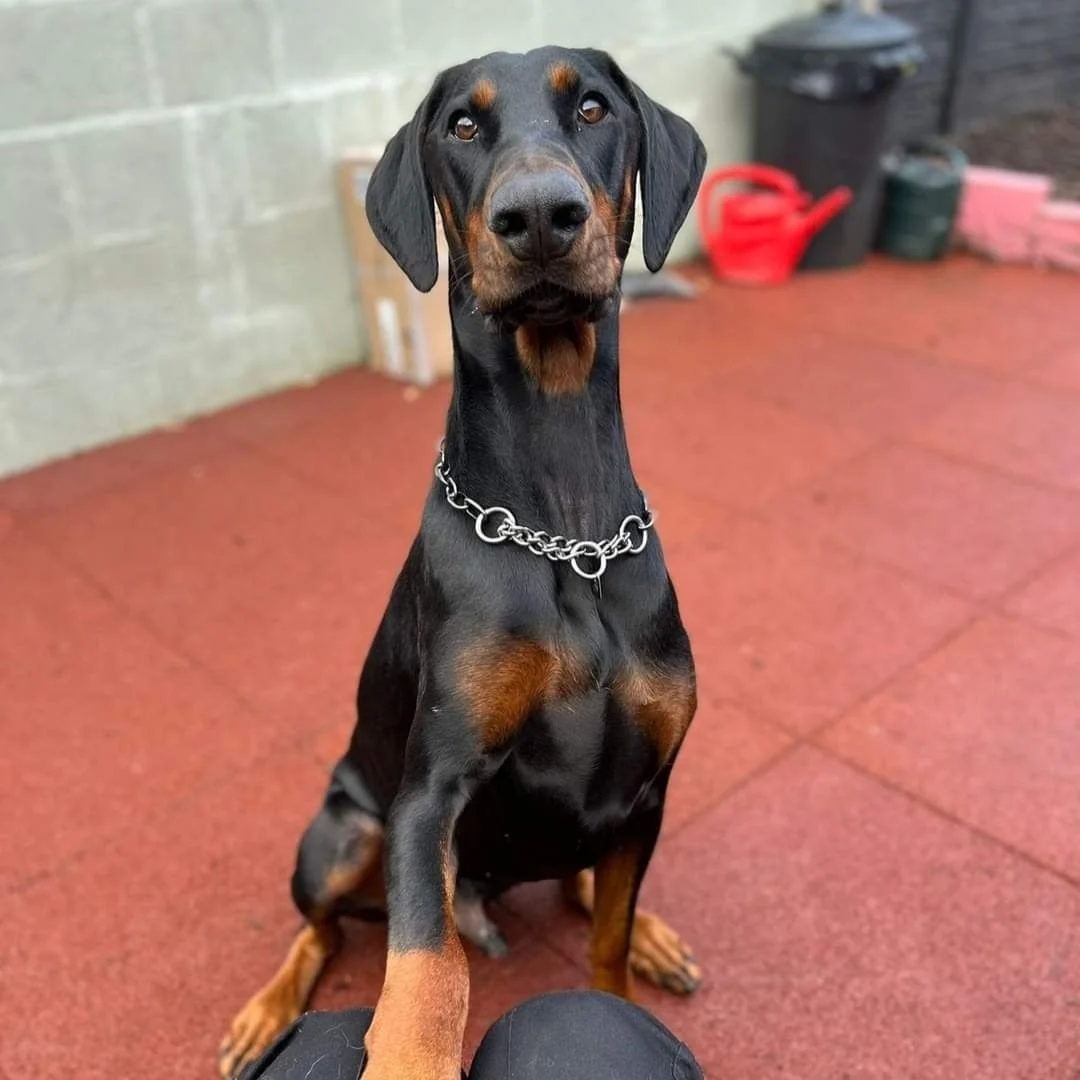 Gallery — The Happy Dog Haven