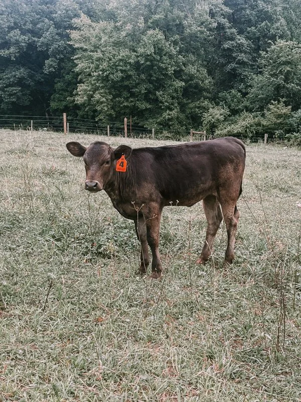 Wagyu Genetics — WEDEKIND FARMS