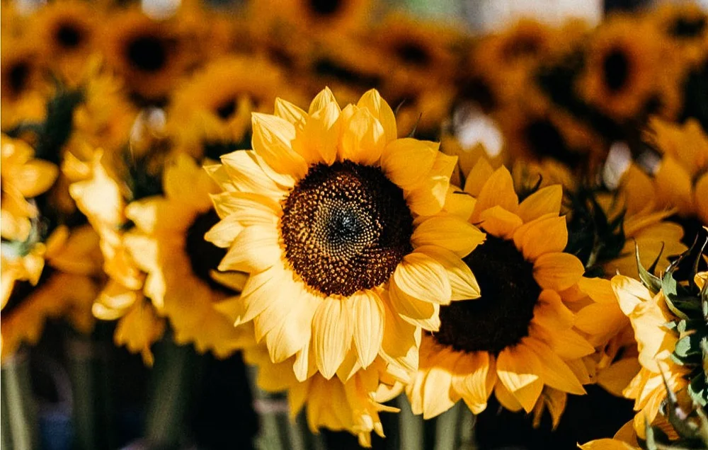 Vintage Sunflower Facebook Cover