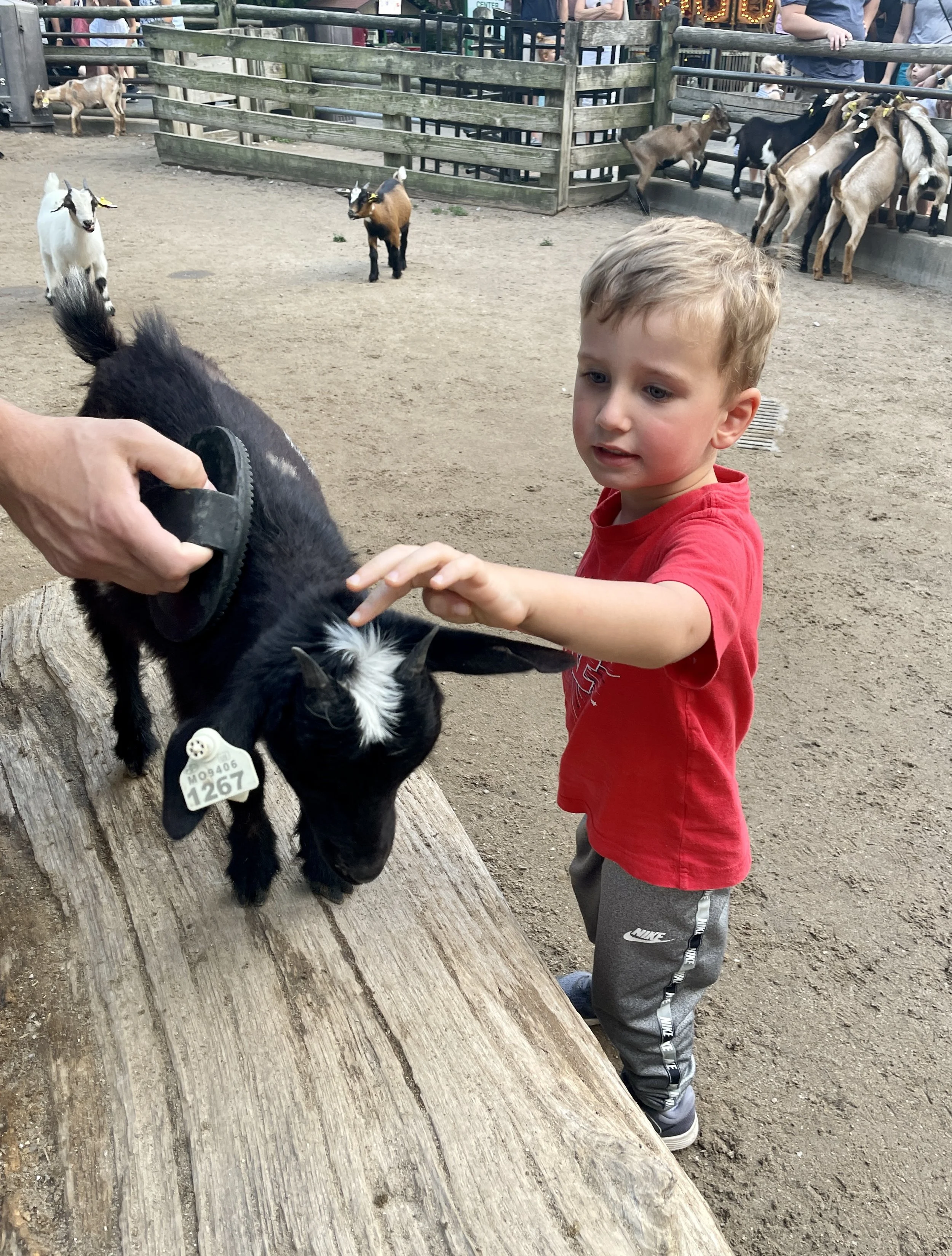 Grant's Farm St. Louis — The Foodie's Travel Guide