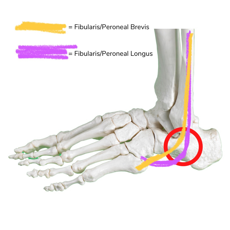 Case Study Peroneal Tendon Injury Rehab — The Run Rx