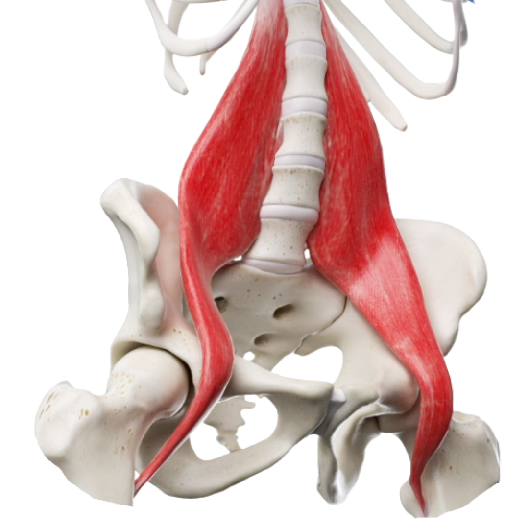 Muscle Imbalance in Pregnancy and Postpartum Return to Run — The Run Rx