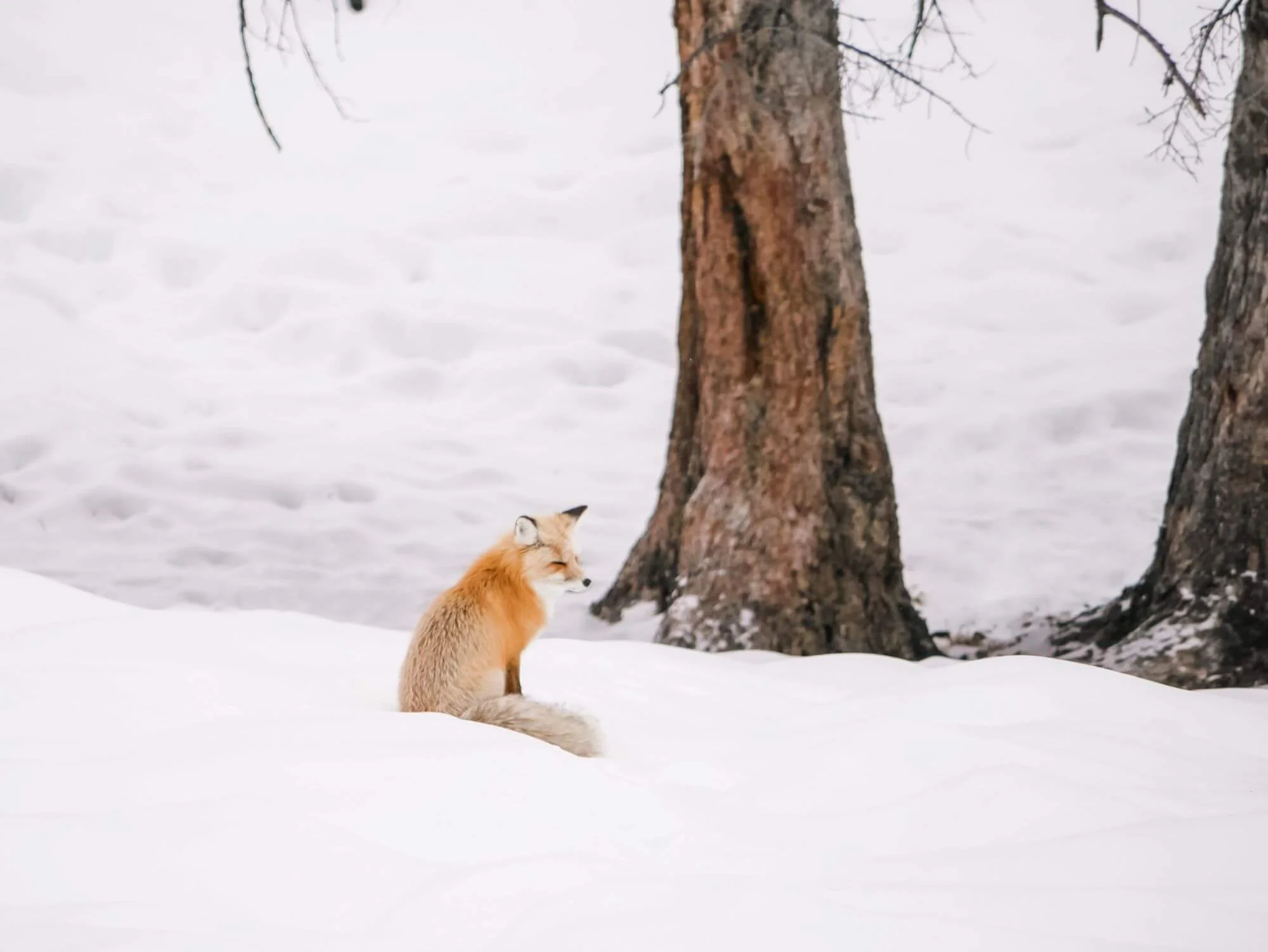 Yellowstone Upper Loop: 8 Best Stops for Views, Wildlife, and Hiking ...