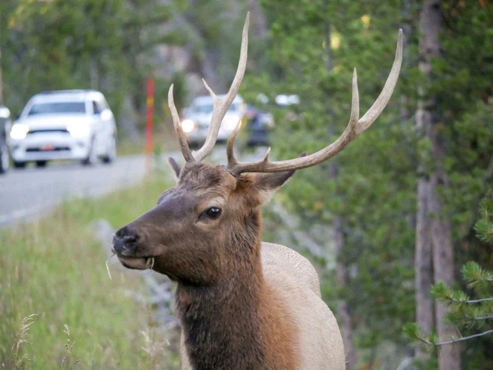 Yellowstone Lower Loop: Itinerary, Map, and 10 Best Stops — Road Trip ...