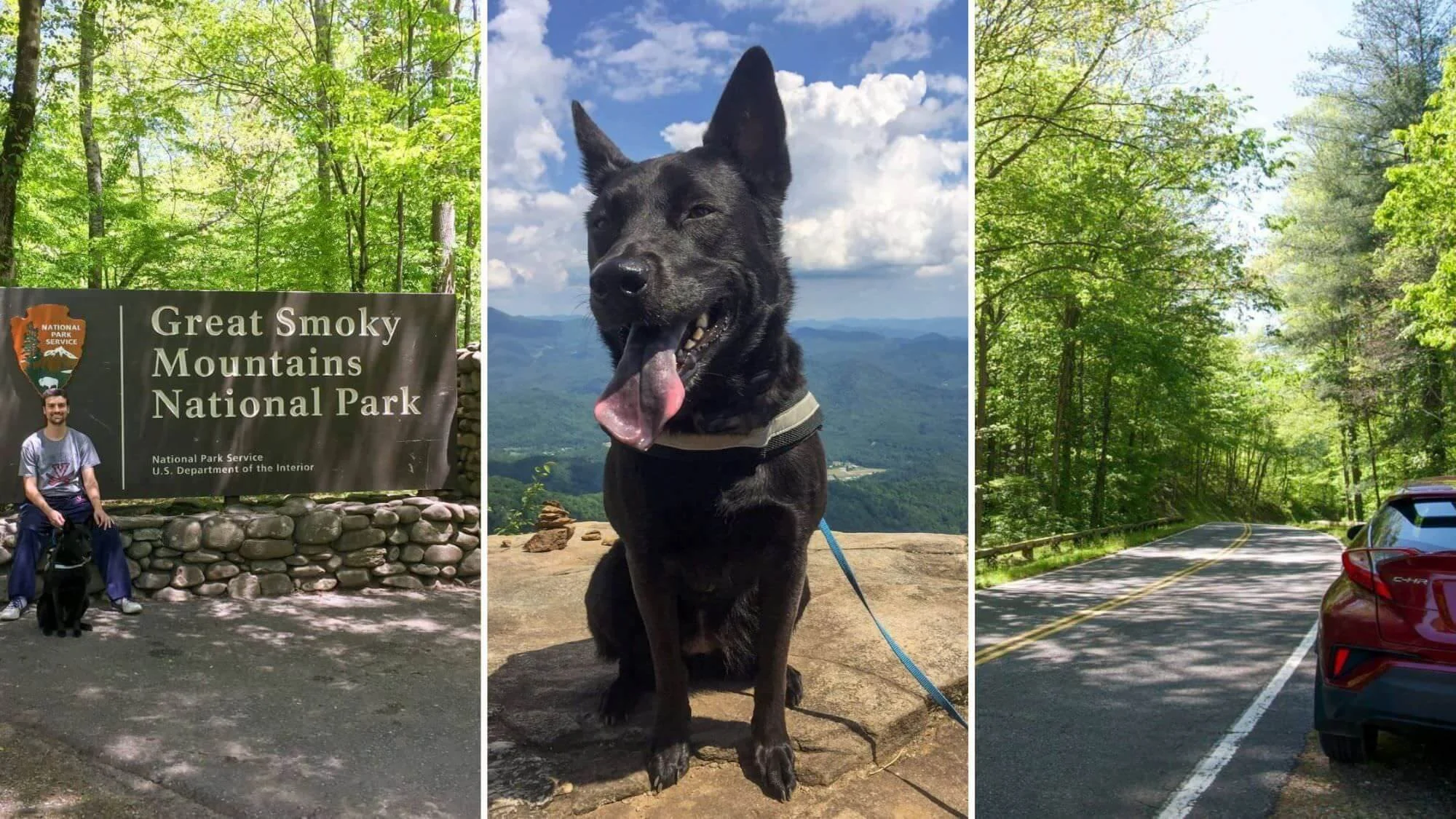7 Dog-Friendly Things To Do in the Great Smoky Mountains — Road Trip Locals