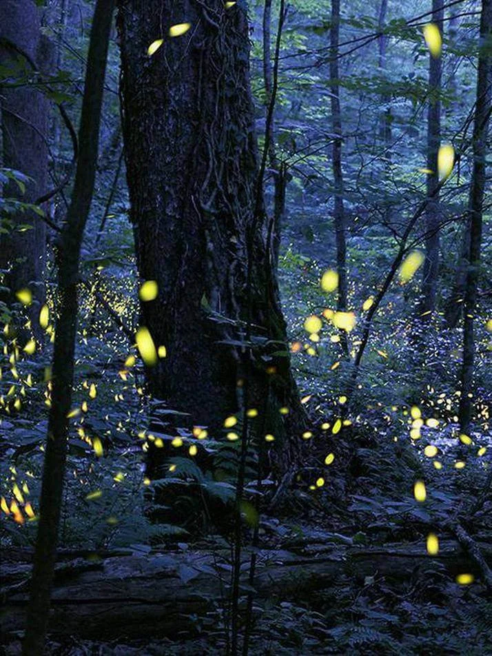 Peaks, Pints, and Fireflies: 7-Day NC Road Trip — Road Trip Locals