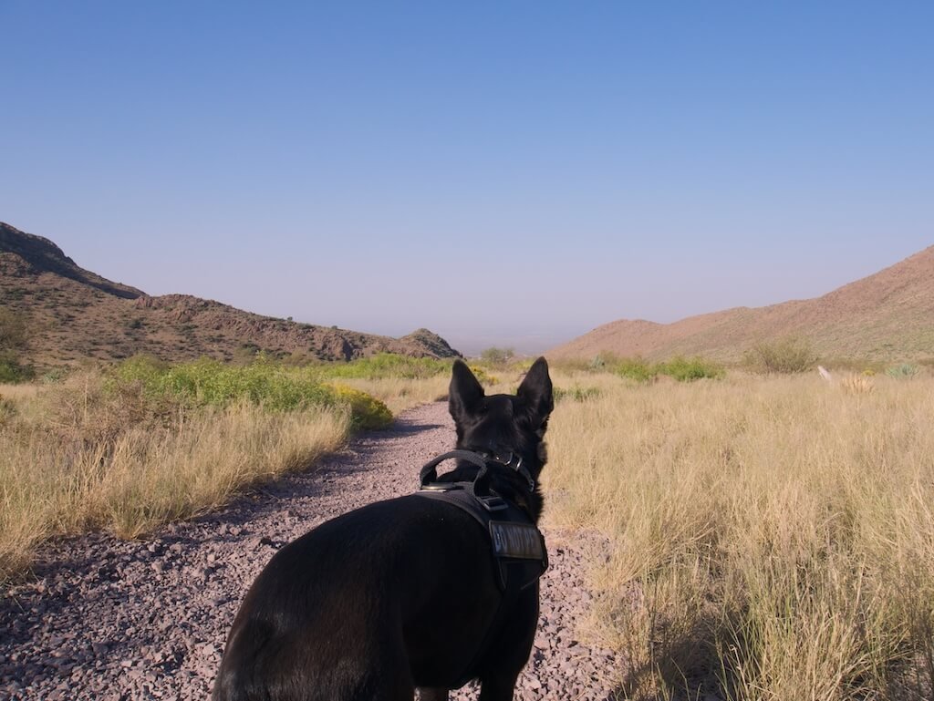 Road Trip With Your Dog: Pet-Friendly Routes, Lodging, Essentials, and ...