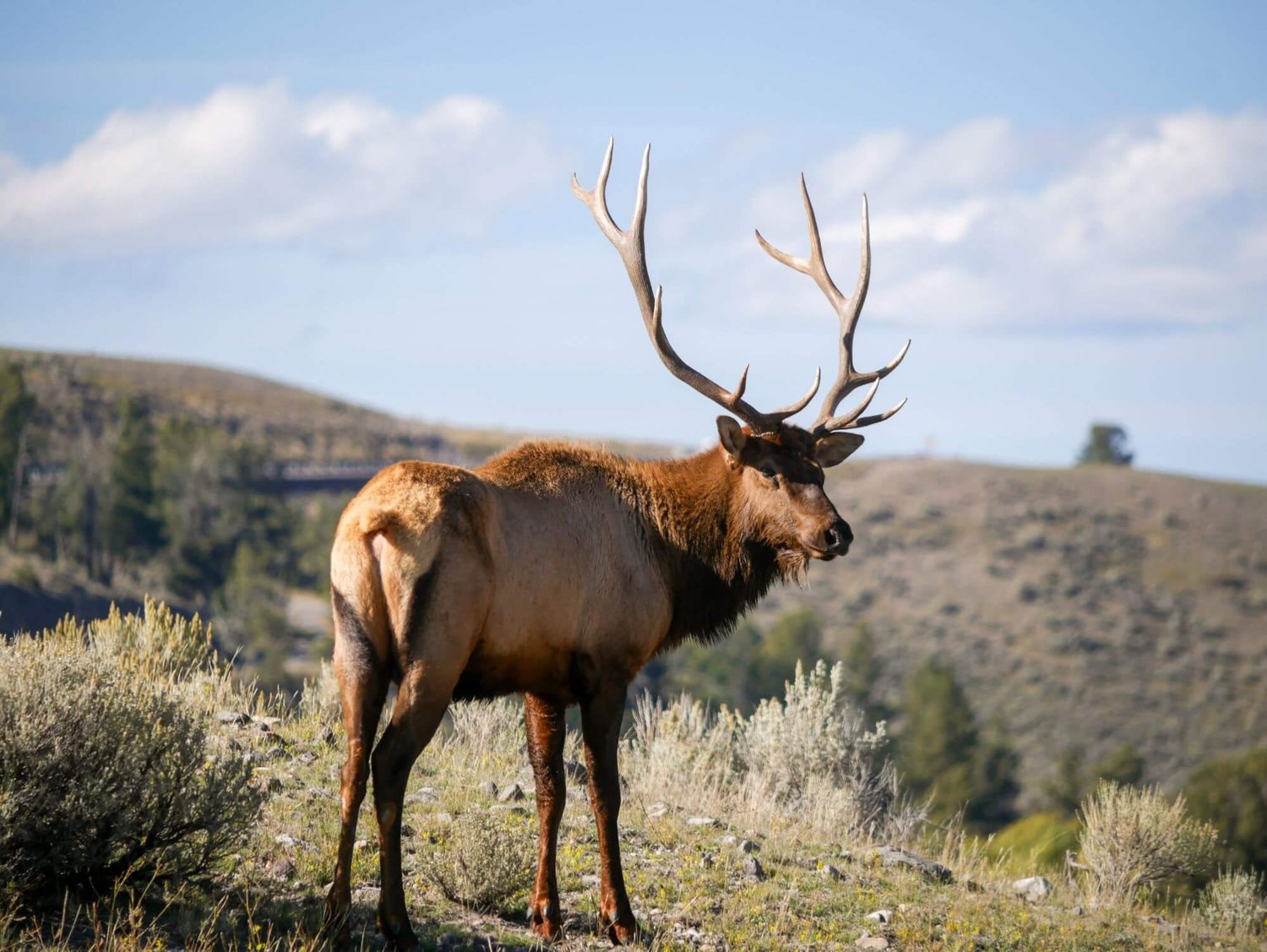 Yellowstone Upper Loop: Best Stops for Views, Wildlife, and Hiking ...