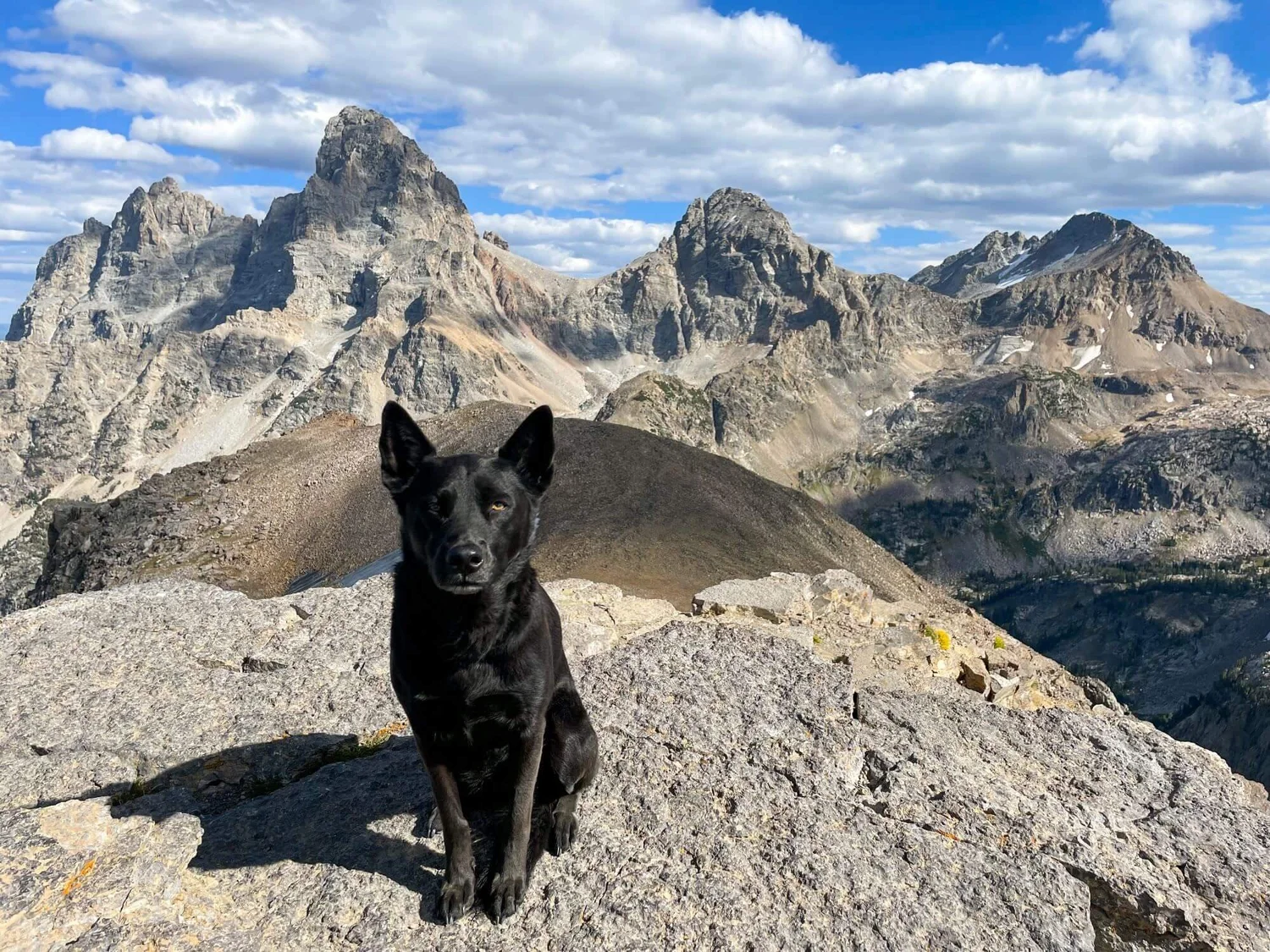 4 Best Dog-Friendly Things To Do Near Grand Teton National Park — Road ...