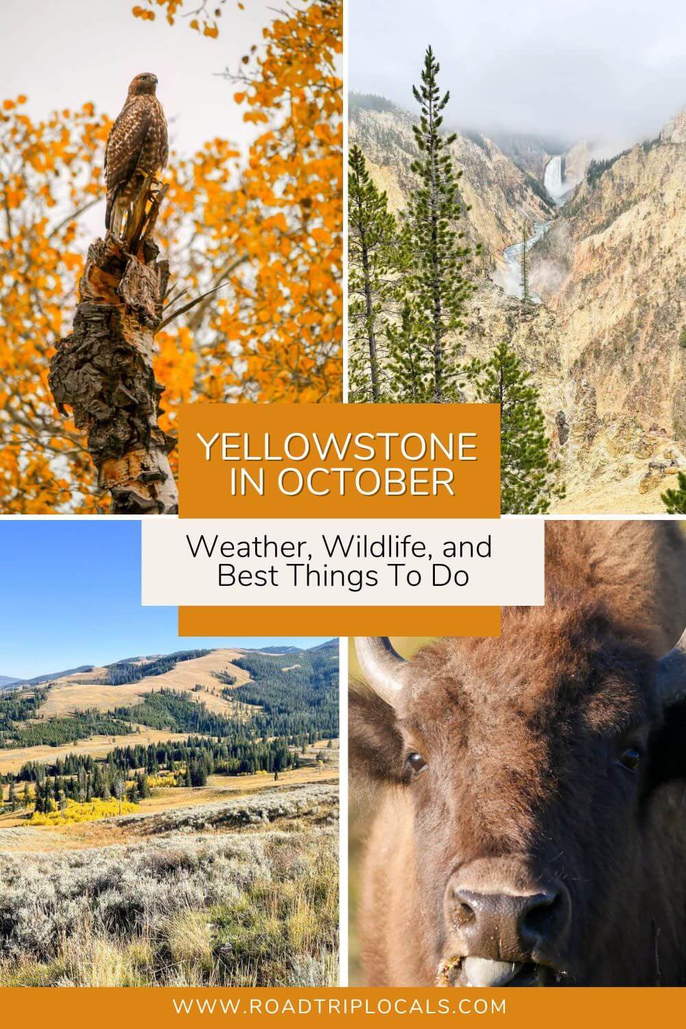 Yellowstone in October: Weather, Wildlife, and Best Things to Do — Road ...