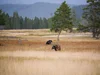 12 Best Places for Wildlife Viewing in Yellowstone — Road Trip Locals