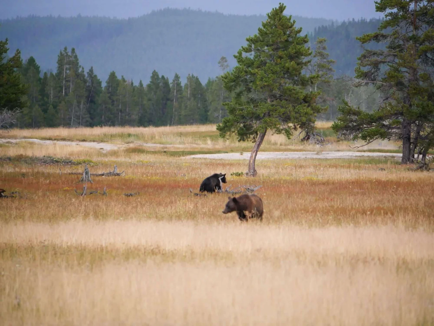 12 Best Places for Wildlife Viewing in Yellowstone — Road Trip Locals