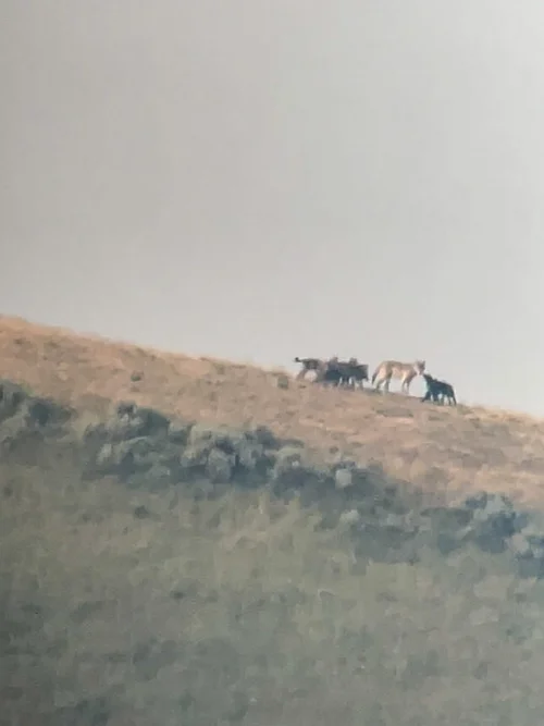 Wolves in Yellowstone: When and Where You Can Spot Them — Road Trip Locals