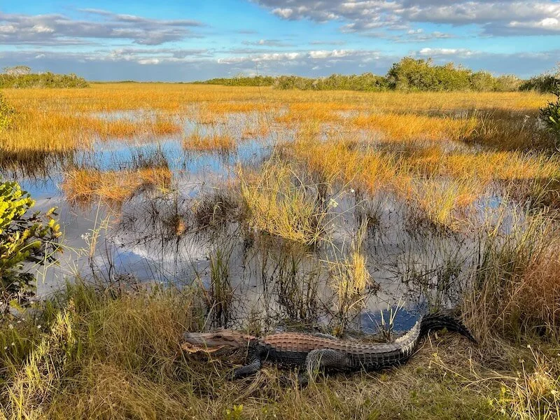 Beginner’s Guide to Driving the Florida Keys Highway — Road Trip Locals