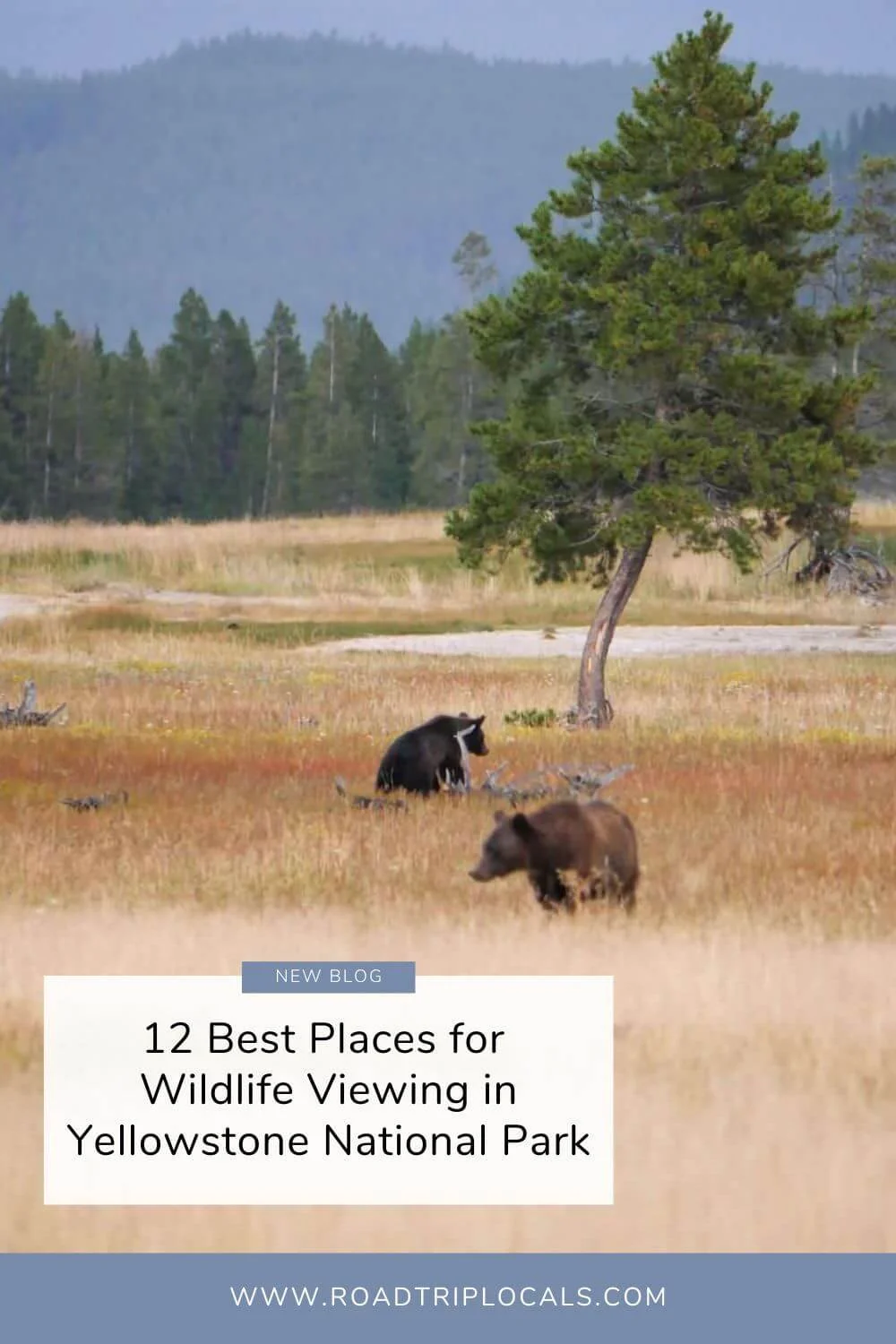 12 Best Places for Wildlife Viewing in Yellowstone — Road Trip Locals