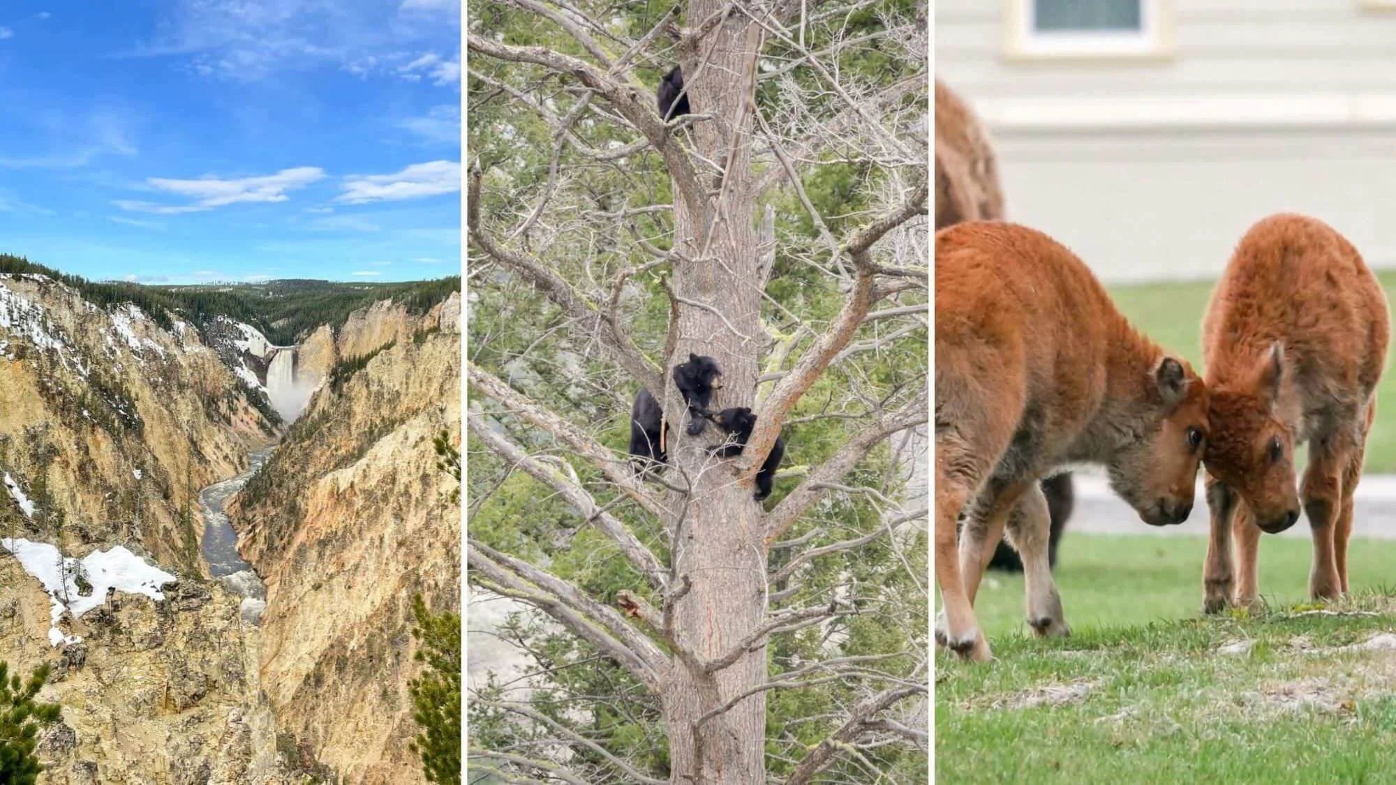 What to Expect Visiting Yellowstone National Park in May — Road Trip Locals