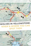 Wolves in Yellowstone: When and Where You Can Spot Them — Road Trip Locals