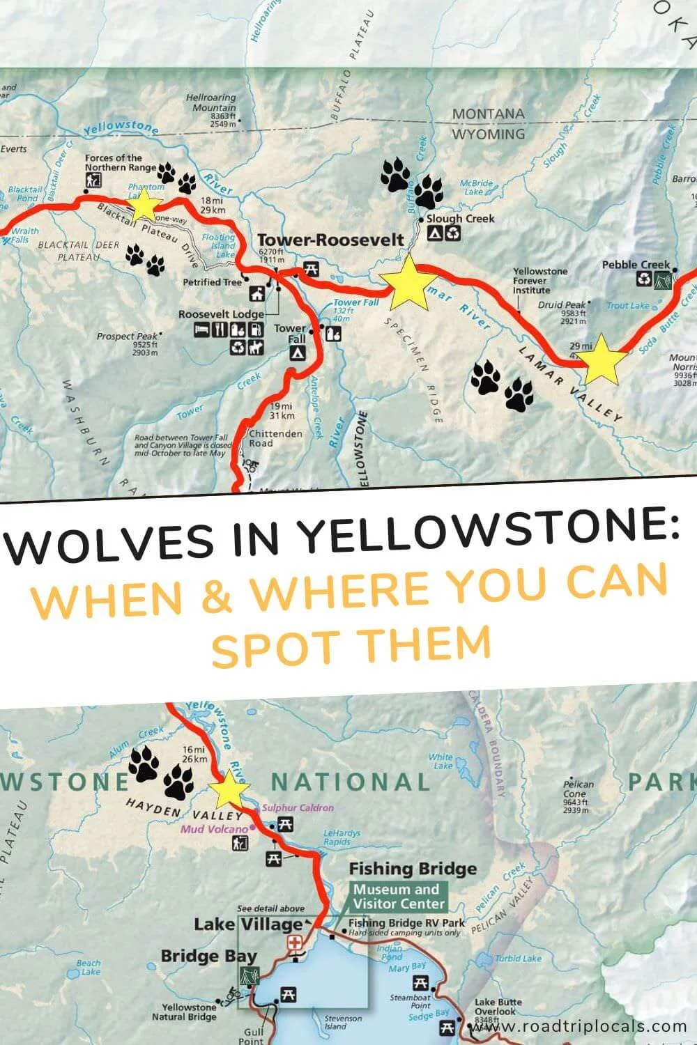 Wolves in Yellowstone: When and Where You Can Spot Them — Road Trip Locals
