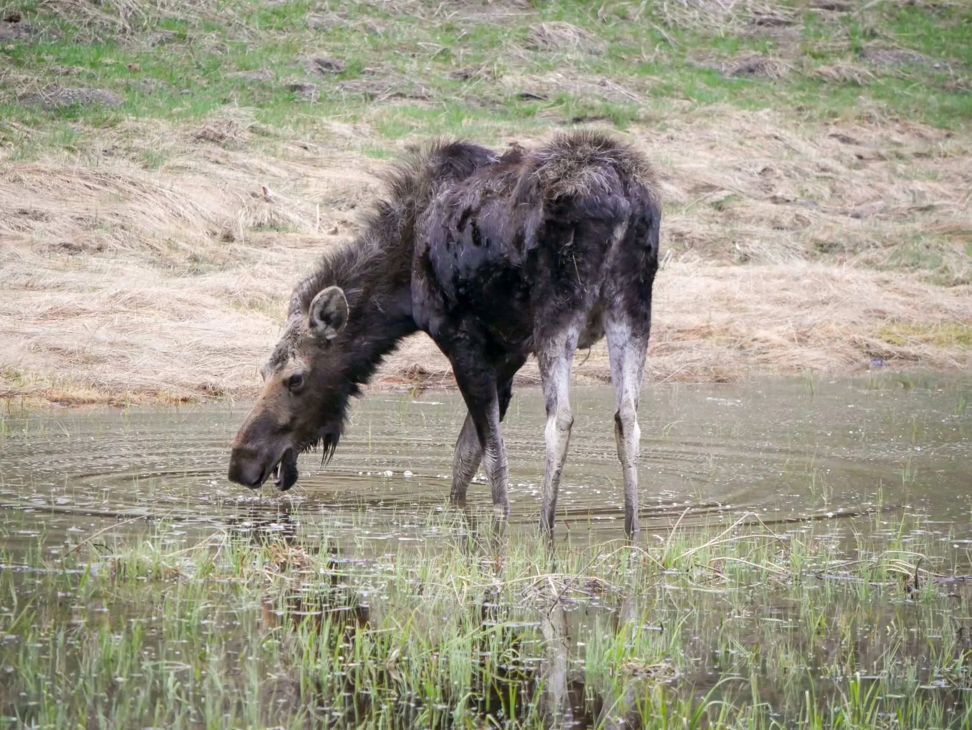 Yellowstone Upper Loop: Best Stops for Views, Wildlife, and Hiking ...