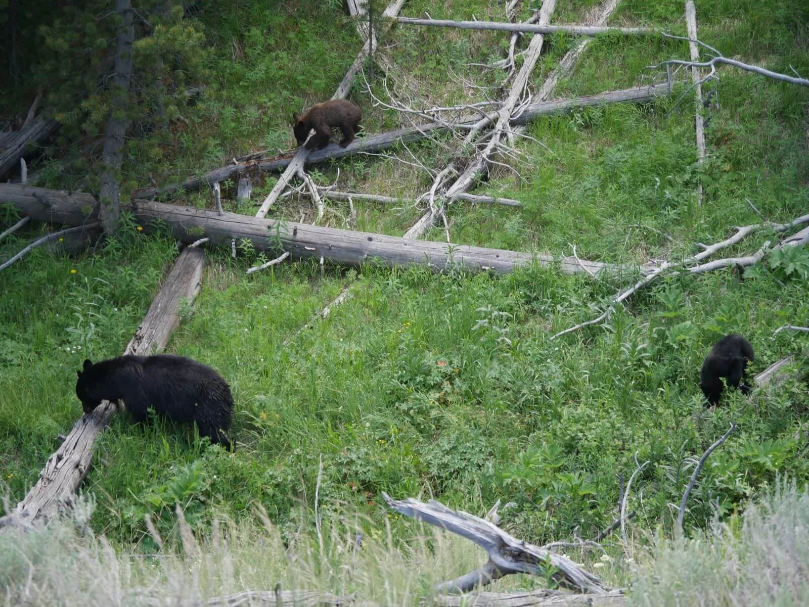 Where to See Bears in Yellowstone Nat'l Park — Road Trip Locals