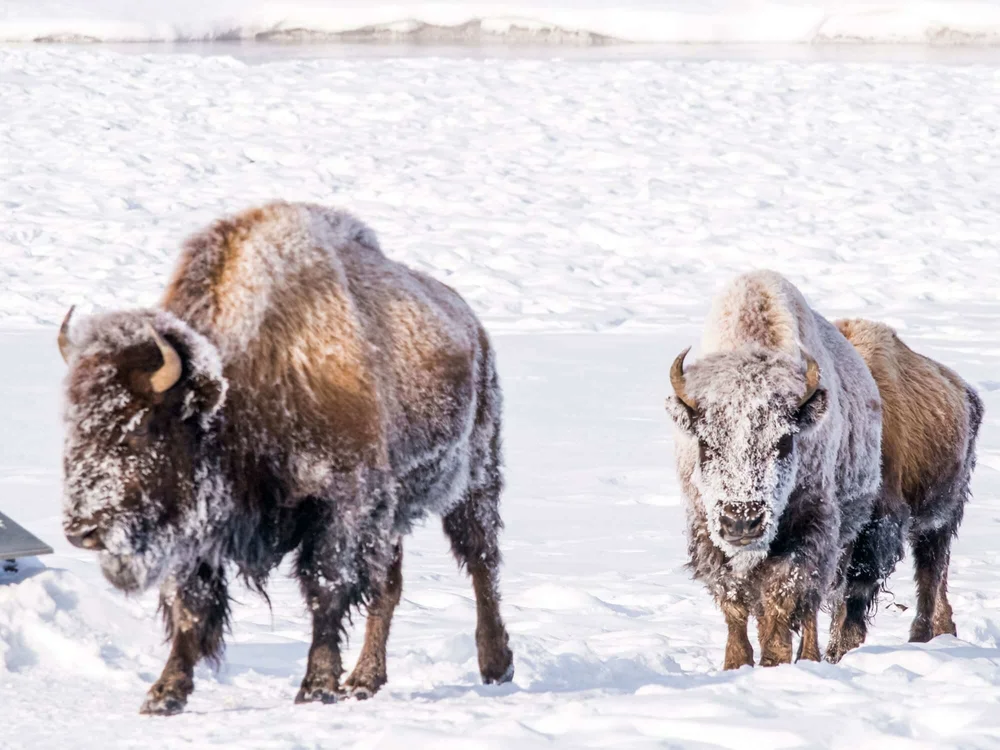 Yellowstone in Winter: What to Know Before You Go — Road Trip Locals