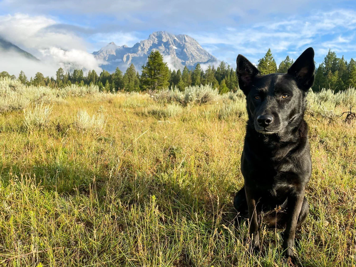 4 Best Dog-Friendly Things To Do Near Grand Teton National Park — Road ...