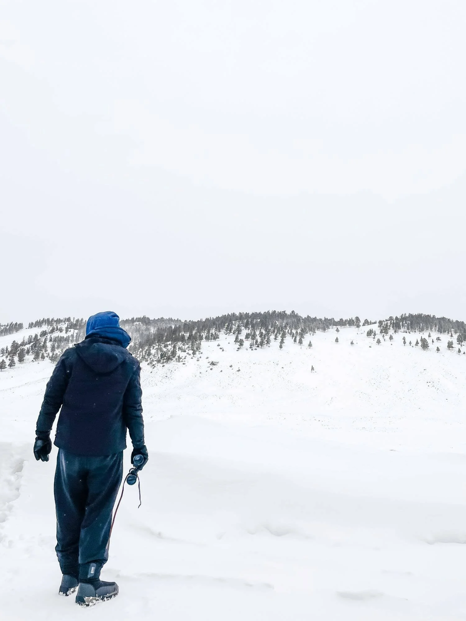 Wolves in Yellowstone: When and Where You Can Spot Them — Road Trip Locals