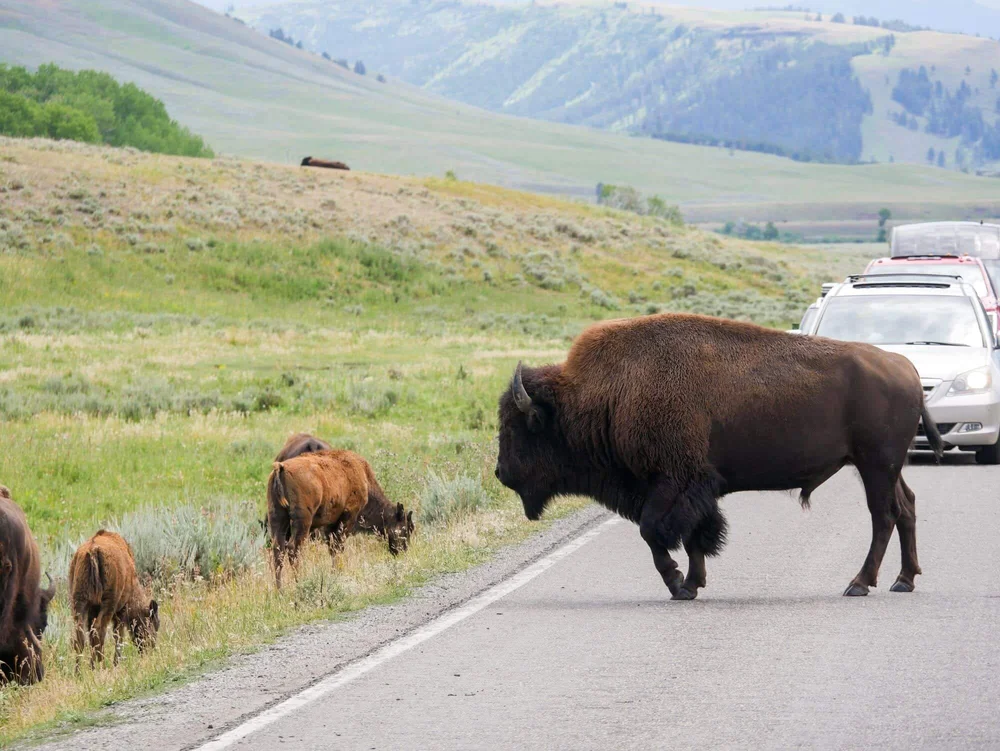 Yellowstone Upper Loop: Best Stops for Views, Wildlife, and Hiking ...