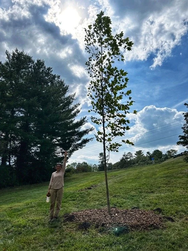 Preserving trees from the underground up. — Preservation Arborists