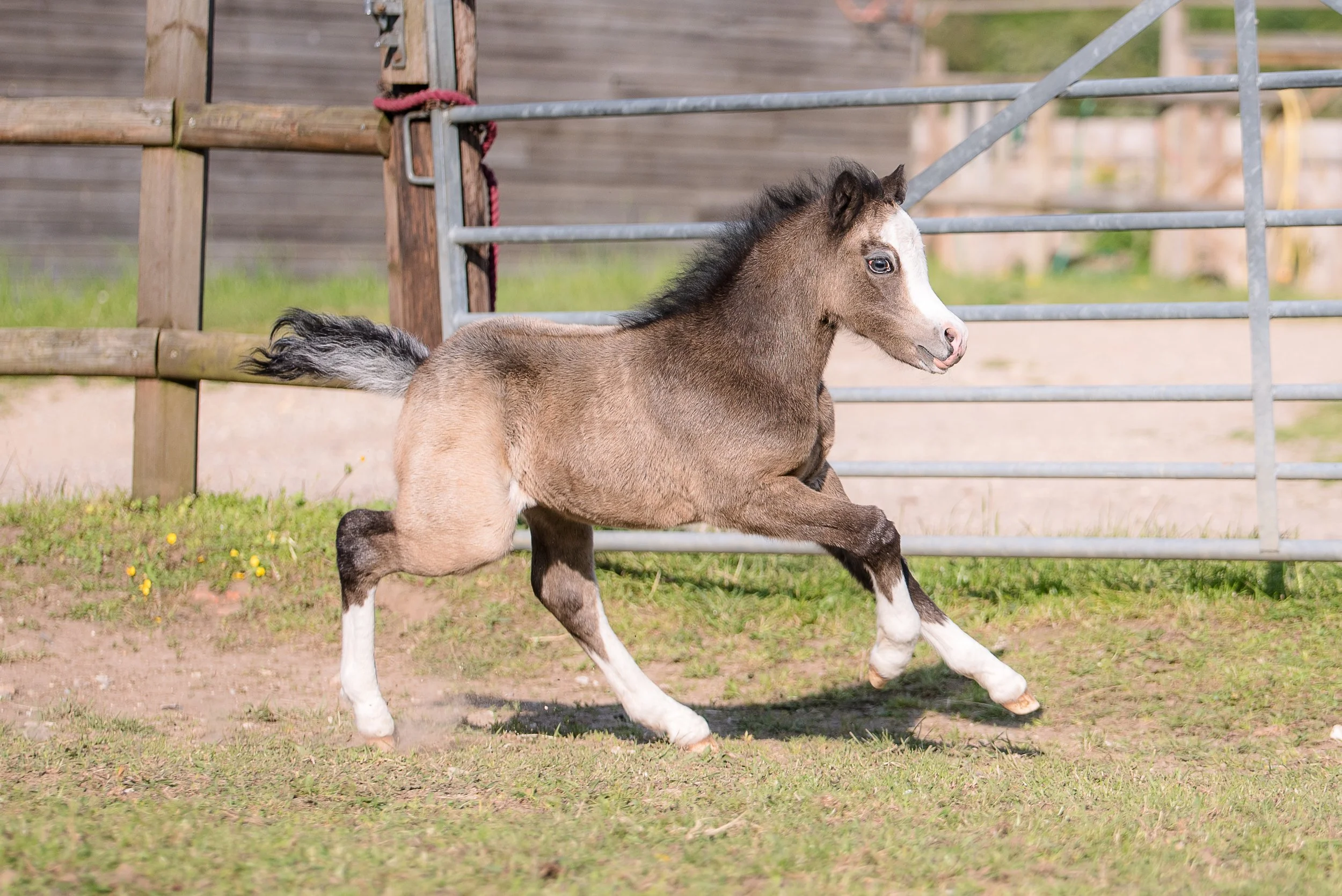Foals 2023 — Beth Hicks