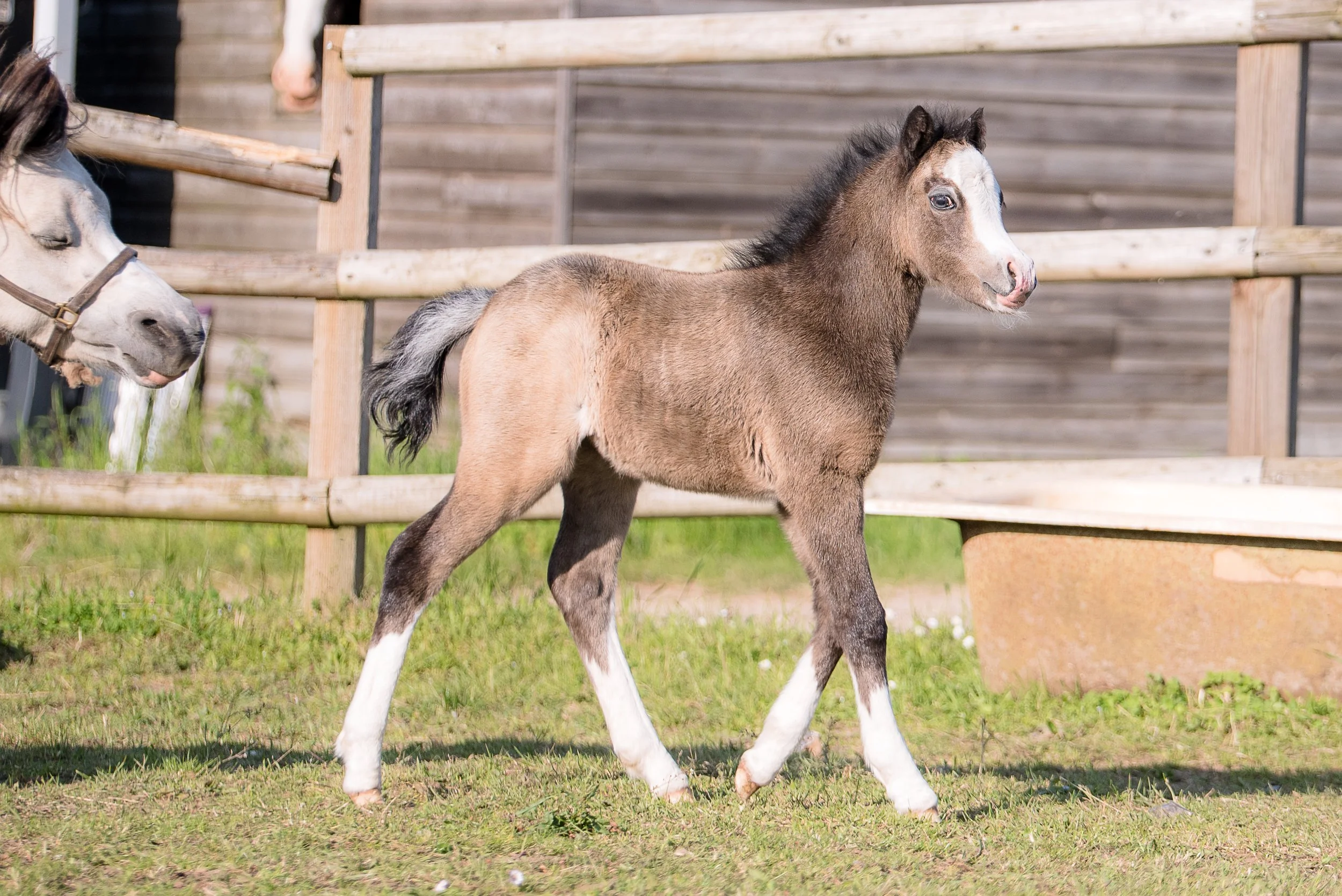 Foals 2023 — Beth Hicks