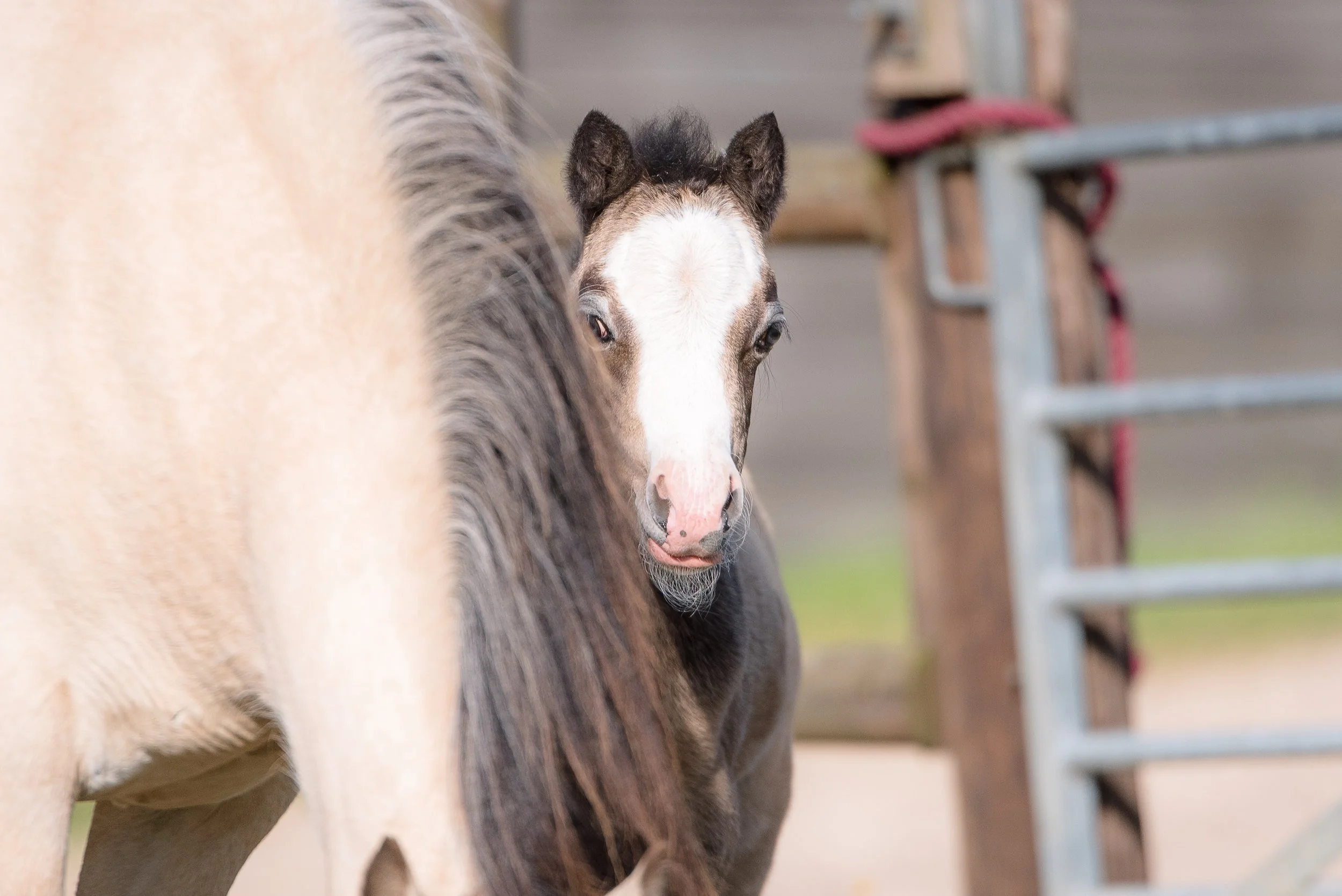Foals 2023 — Beth Hicks