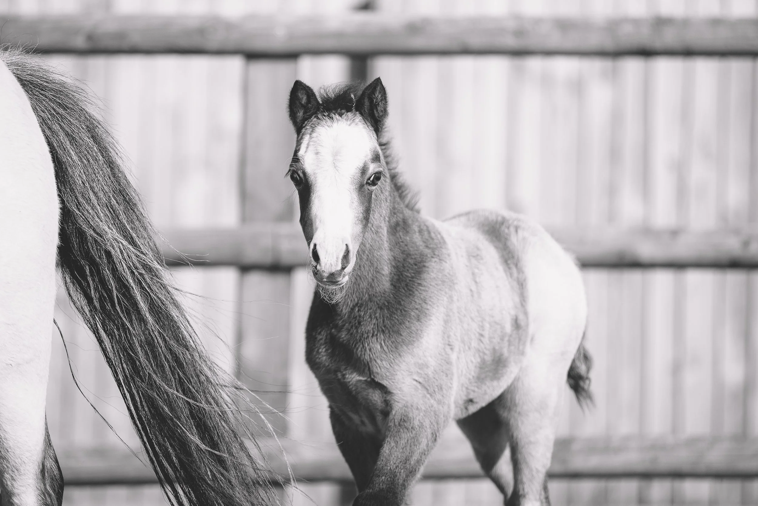 Foals 2023 — Beth Hicks