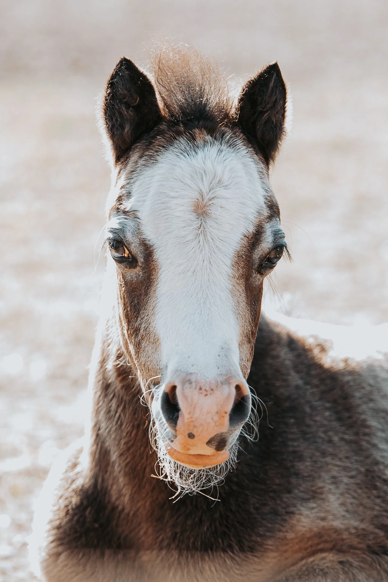 Foals 2023 — Beth Hicks