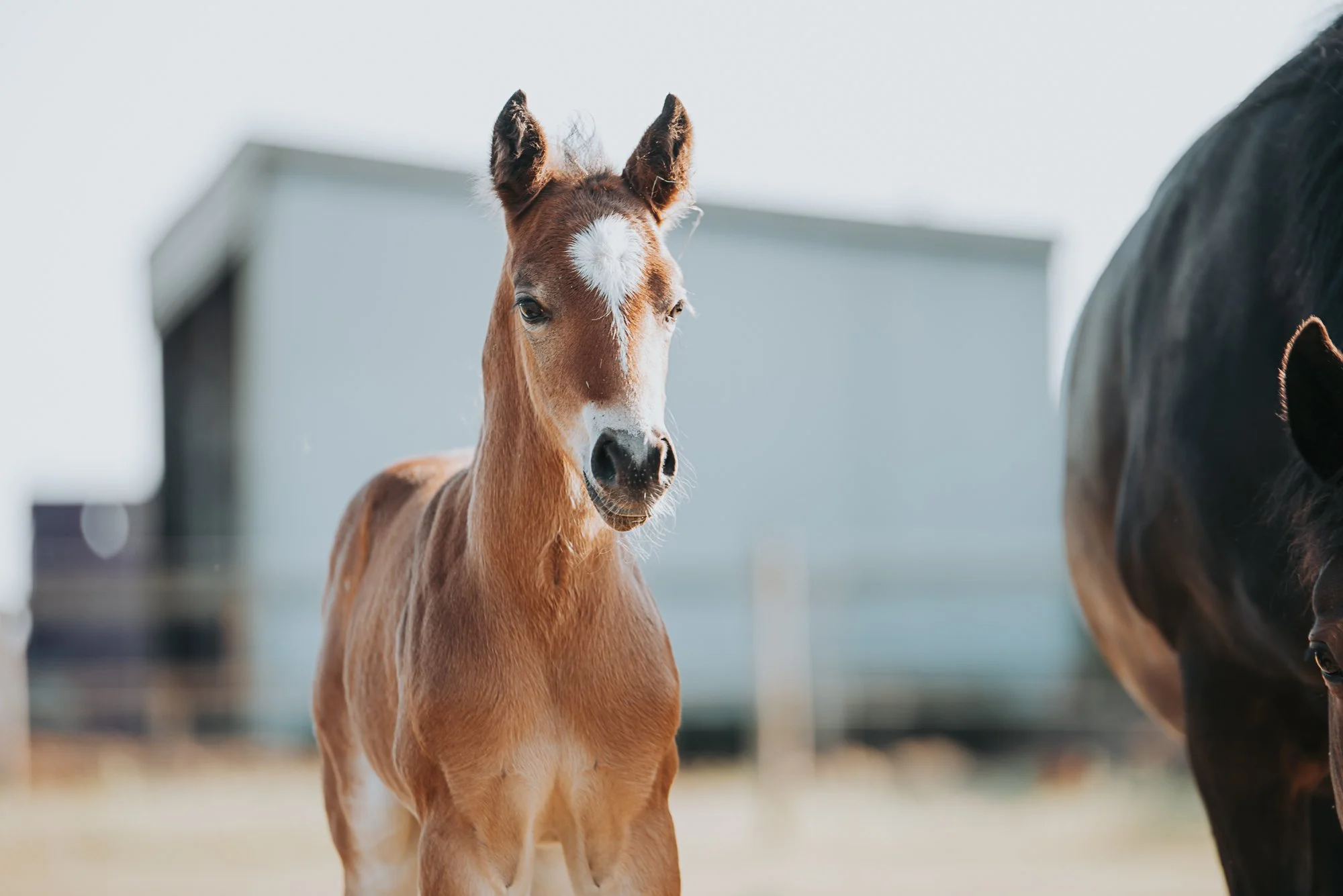 Foals 2023 — Beth Hicks