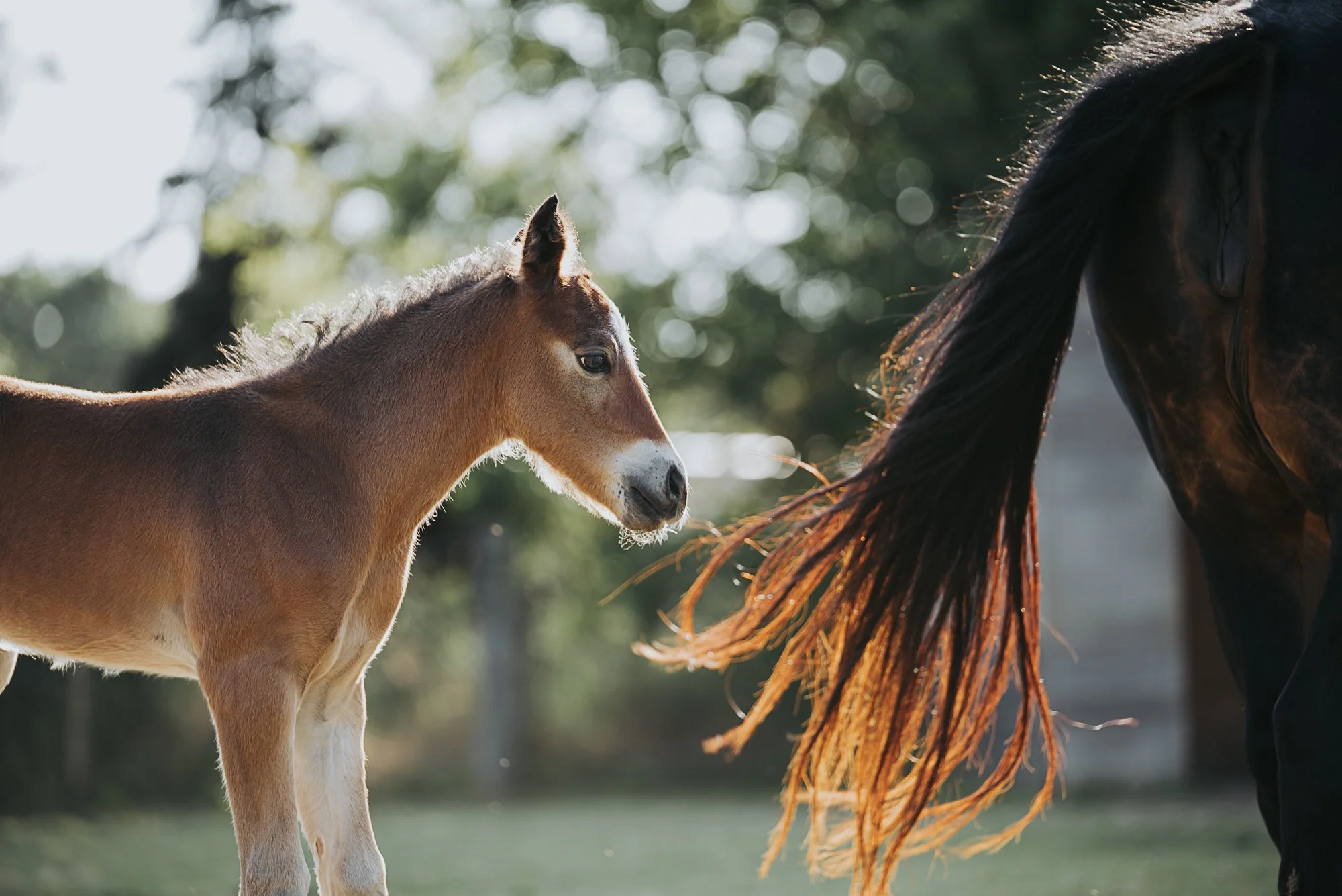 Foals 2023 — Beth Hicks